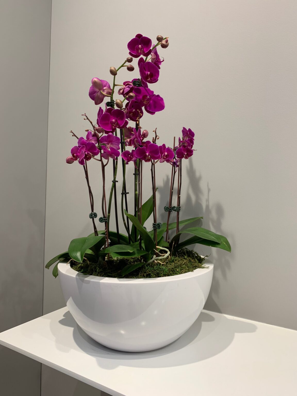 Plants at Work - Plants at Work